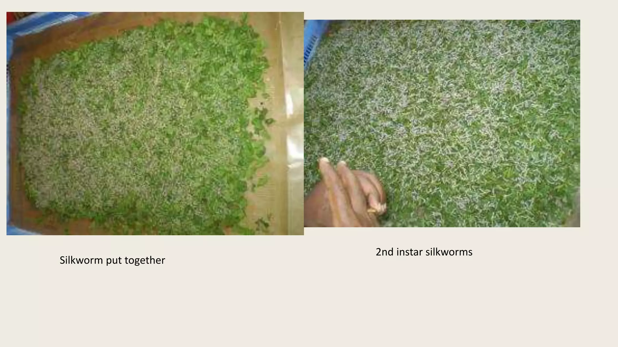 ENTO 332_Lec No.10_Grainage and Chawki and Late age rearing.pptx