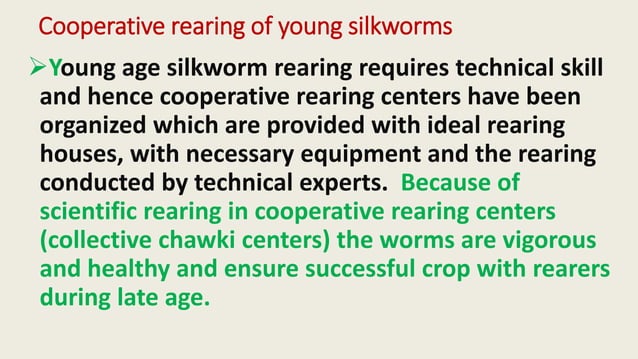 ENTO 332_Lec No.10_Grainage and Chawki and Late age rearing.pptx