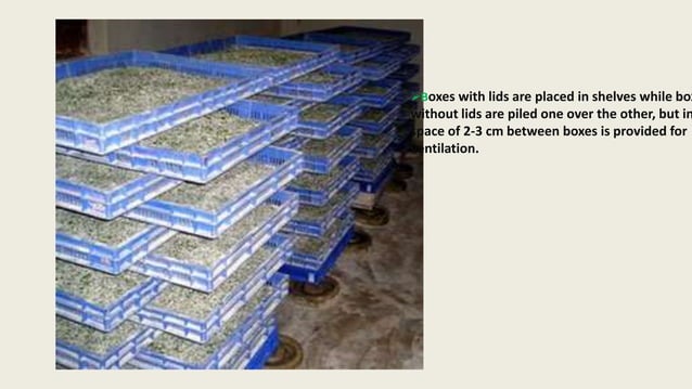 ENTO 332_Lec No.10_Grainage and Chawki and Late age rearing.pptx