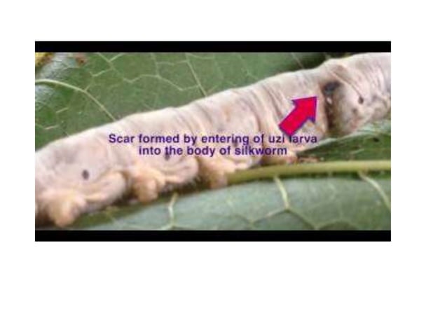 ENTO 332_Lec No.13_Pests and Diseases of Silkworms.ppt | Infectious ...