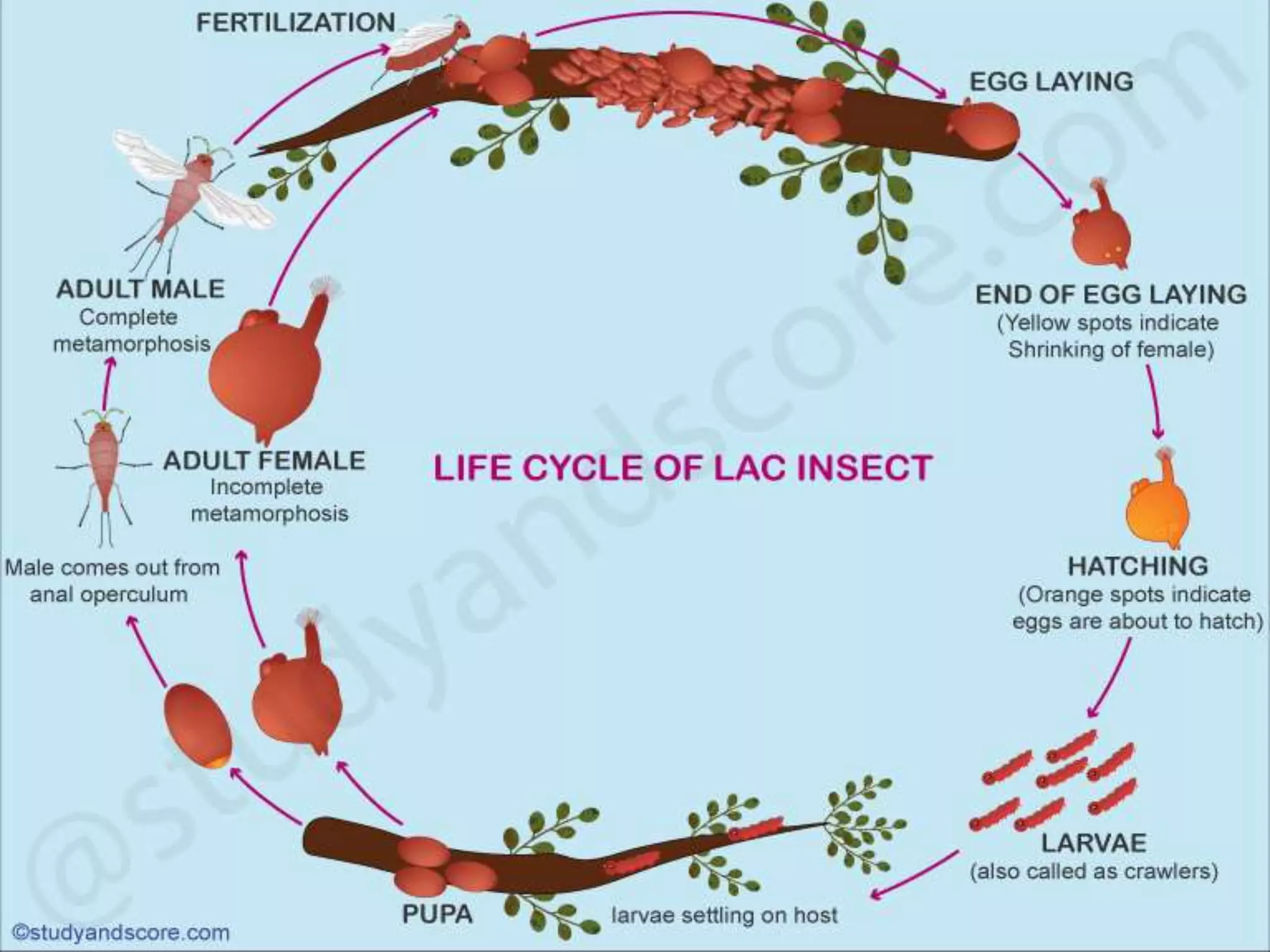 ENTO 332_Lec No.14_Lac Insects.ppt