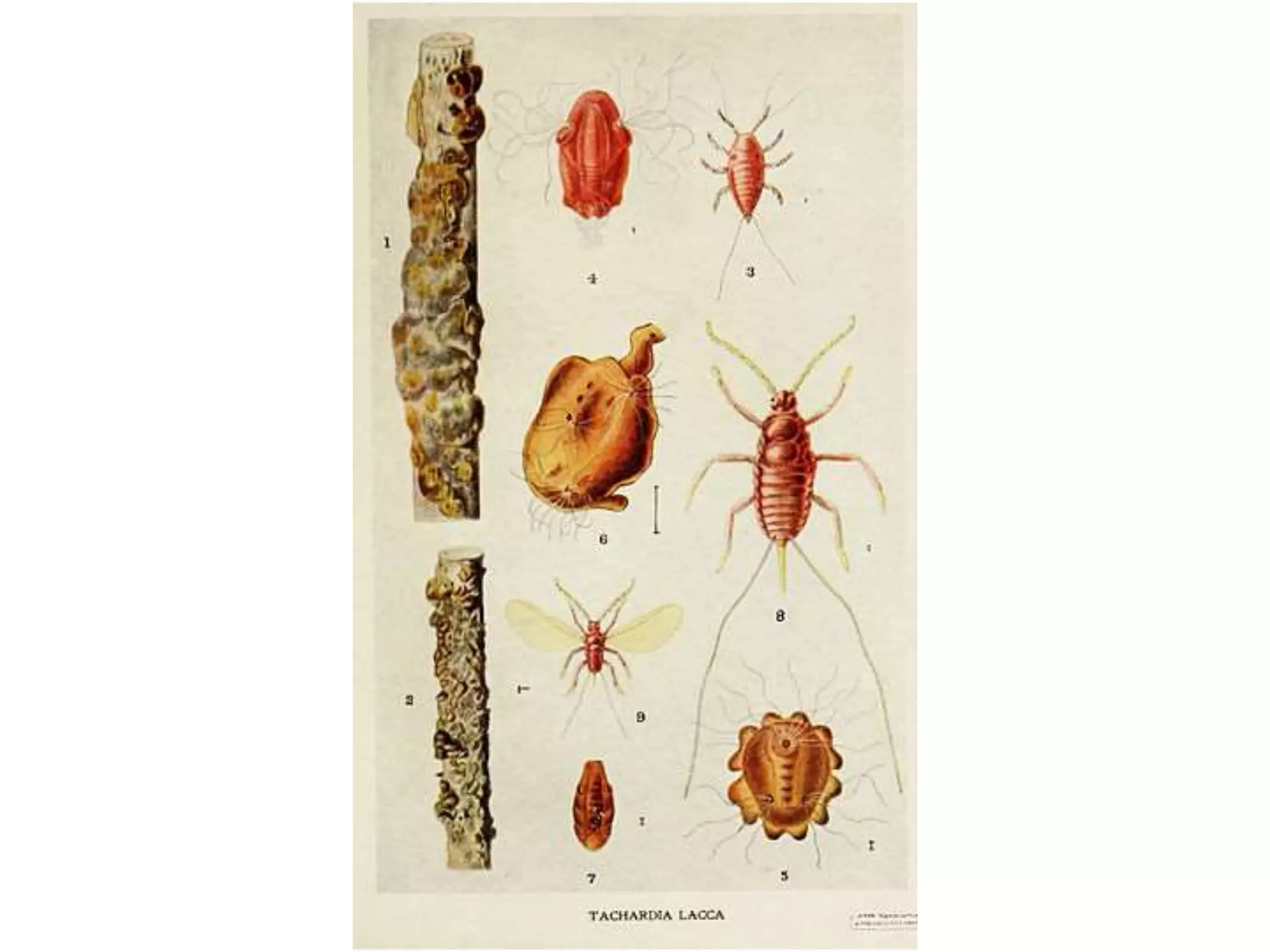 ENTO 332_Lec No.14_Lac Insects.ppt