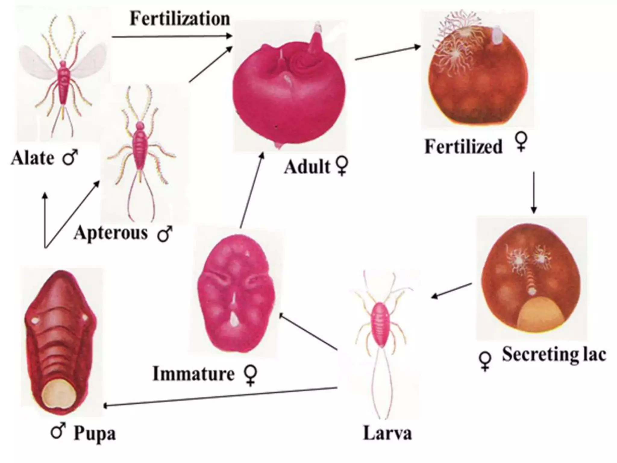 ENTO 332_Lec No.14_Lac Insects.ppt