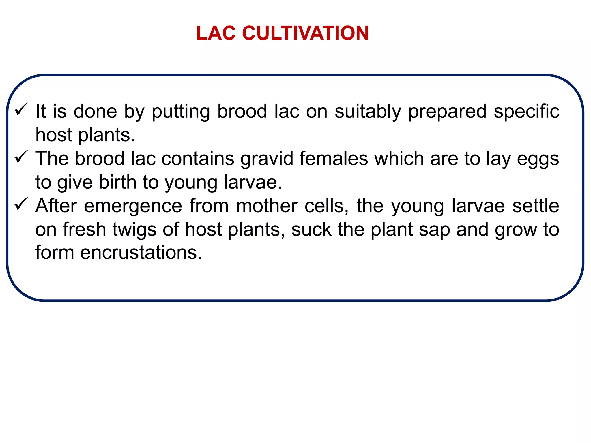 ENTO 332_Lec No.14_Lac Insects.ppt