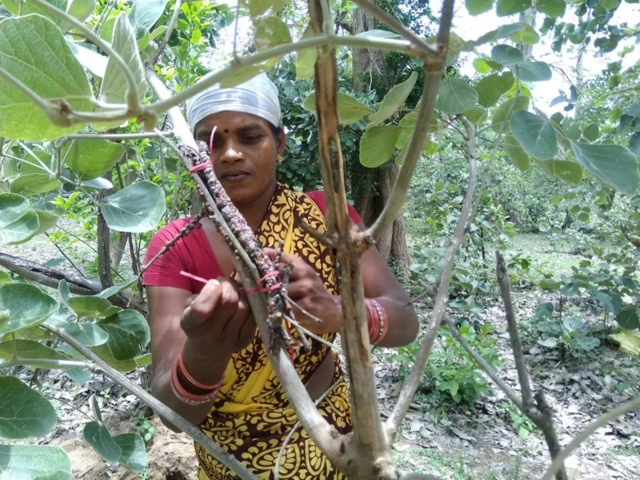 ENTO 332_Lec No.14_Lac Insects.ppt