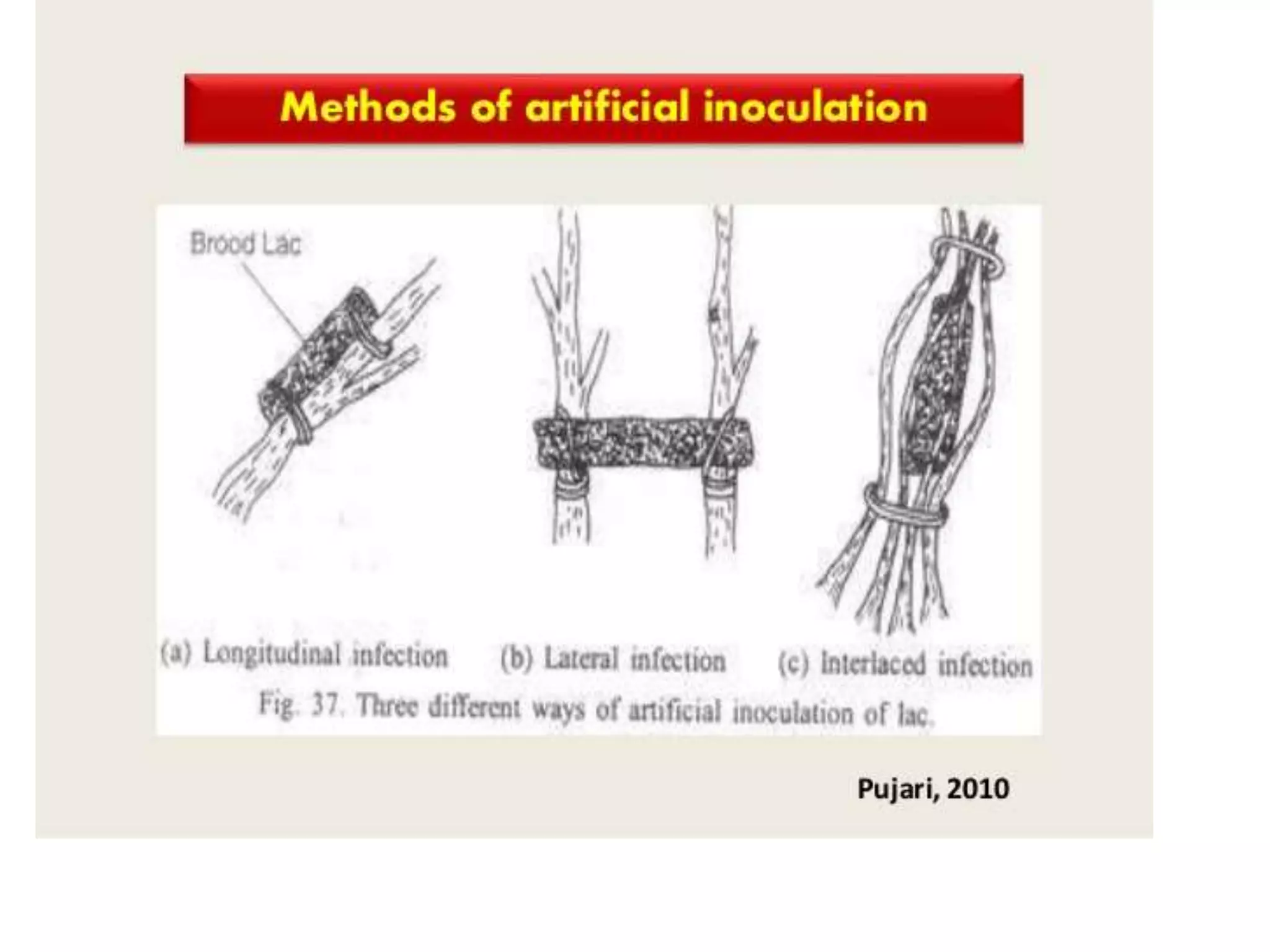 ENTO 332_Lec No.14_Lac Insects.ppt