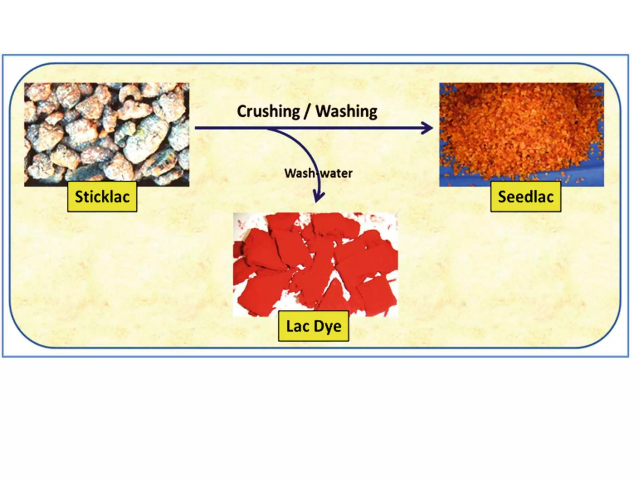 ENTO 332_Lec No.14_Lac Insects.ppt