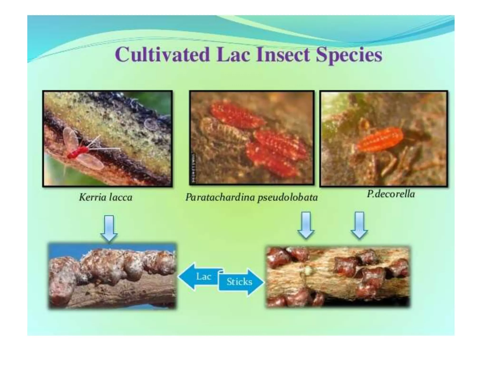 ENTO 332_Lec No.14_Lac Insects.ppt