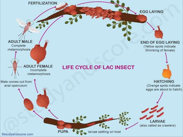 ENTO 332_Lec No.14_Lac Insects.ppt