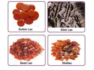 ENTO 332_Lec No.14_Lac Insects.ppt