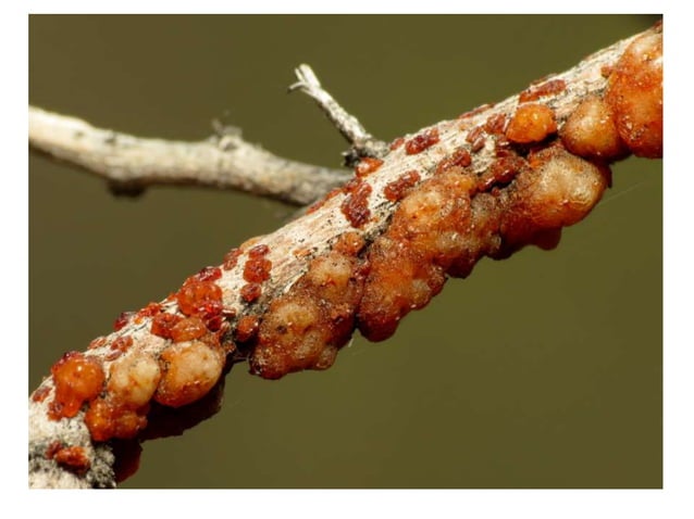 ENTO 332_Lec No.14_Lac Insects.ppt