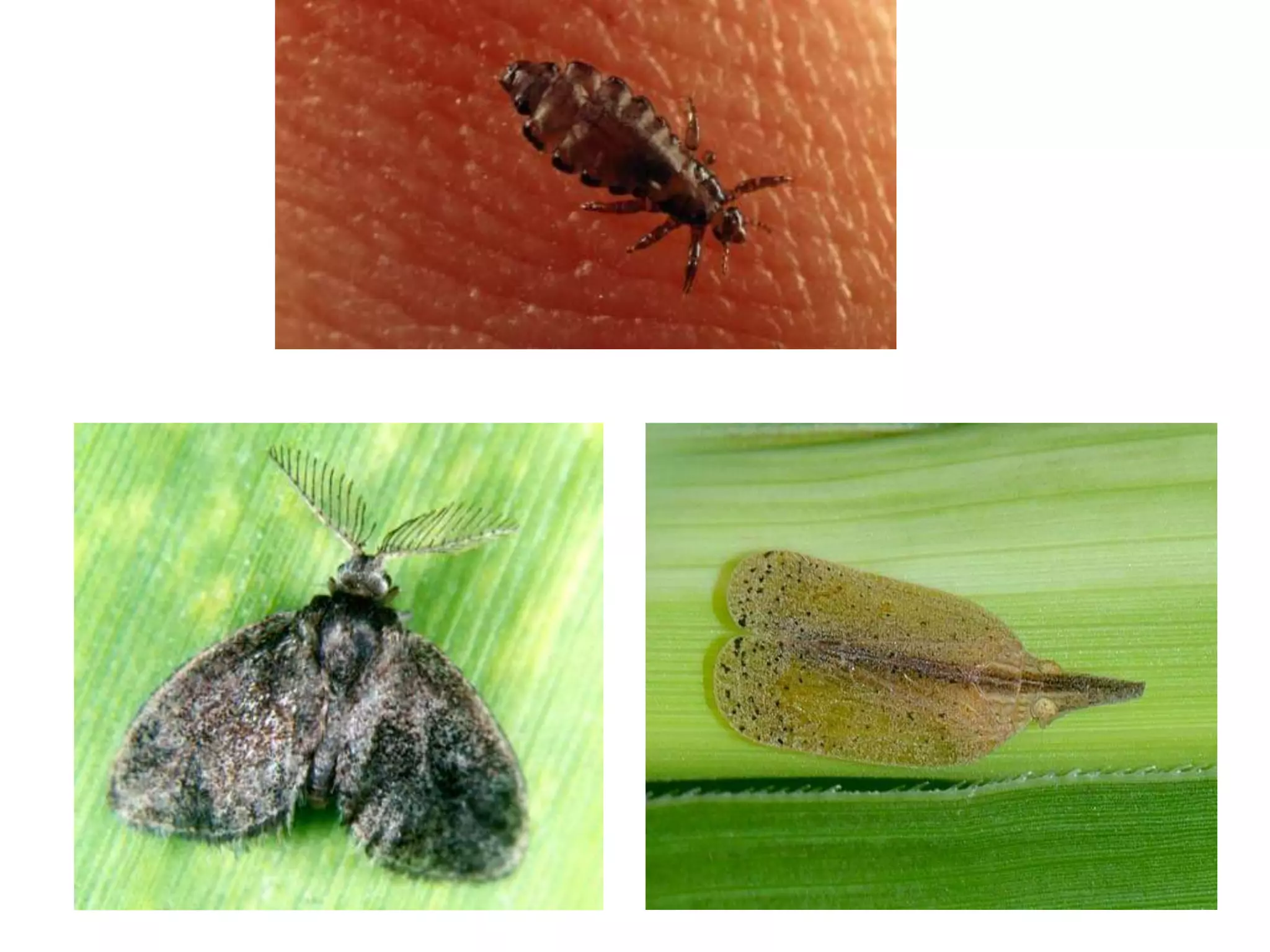 ENTO 332_Lec No.15_Parasitoids and Predators.ppt