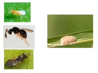 ENTO 332_Lec No.15_Parasitoids and Predators.ppt