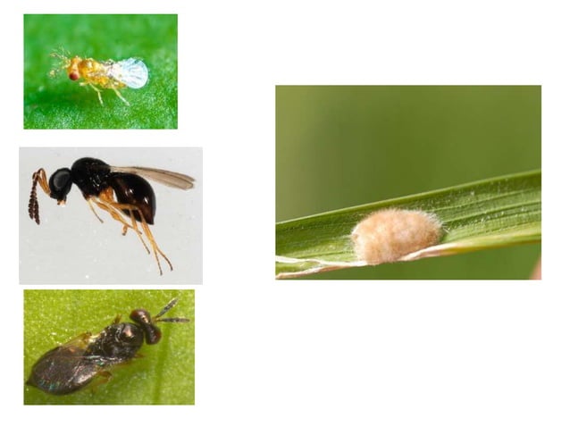 ENTO 332_Lec No.15_Parasitoids and Predators.ppt | Biological Sciences ...