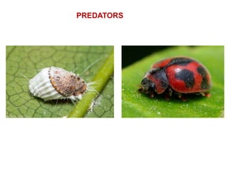ENTO 332_Lec No.15_Parasitoids and Predators.ppt