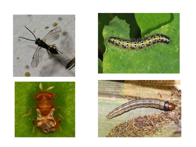 ENTO 332_Lec No.15_Parasitoids and Predators.ppt | Biological Sciences ...