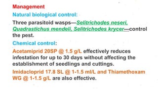 Pests of neem and eucalyptus Presentation.pptx