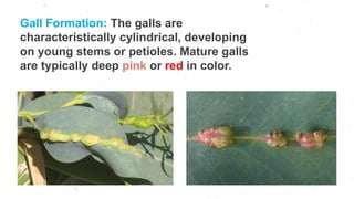 Pests of neem and eucalyptus Presentation.pptx