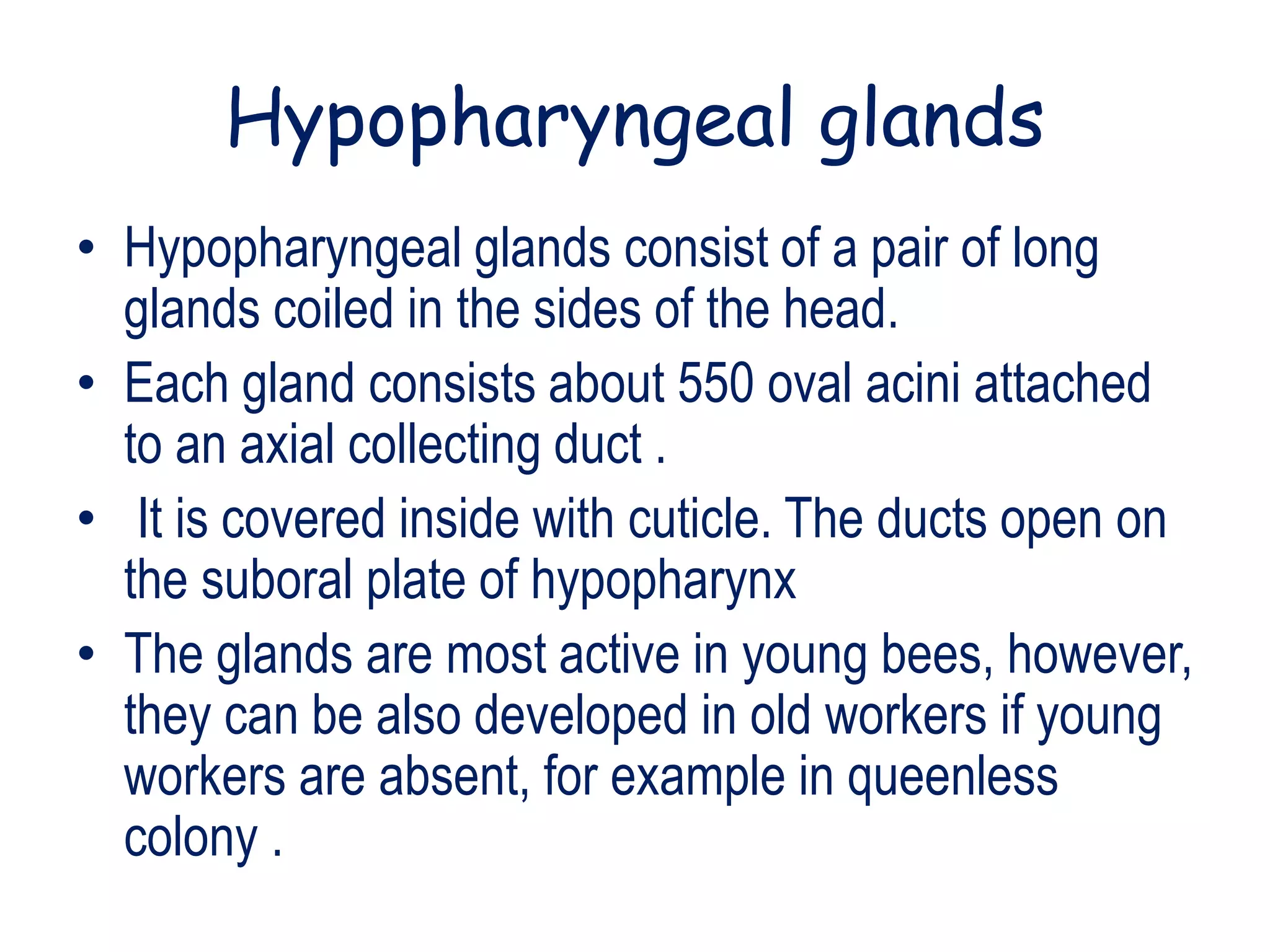 honey bee glands | PPTX