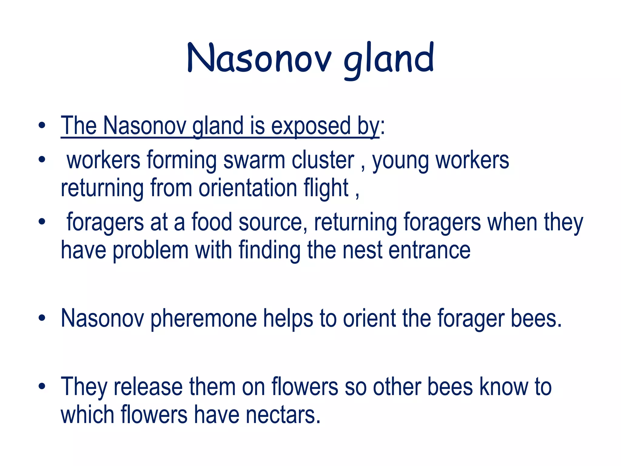 honey bee glands | PPTX