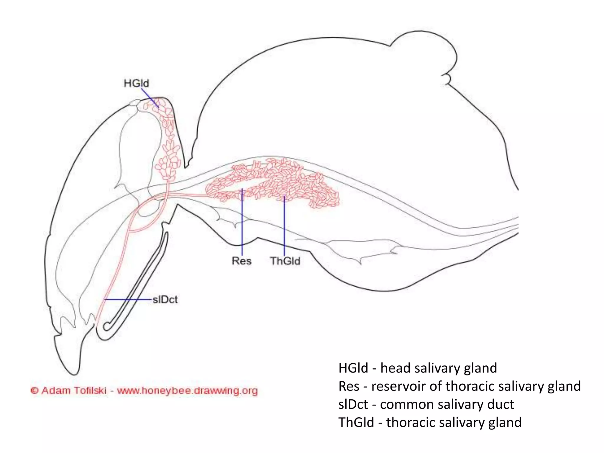 honey bee glands | PPTX