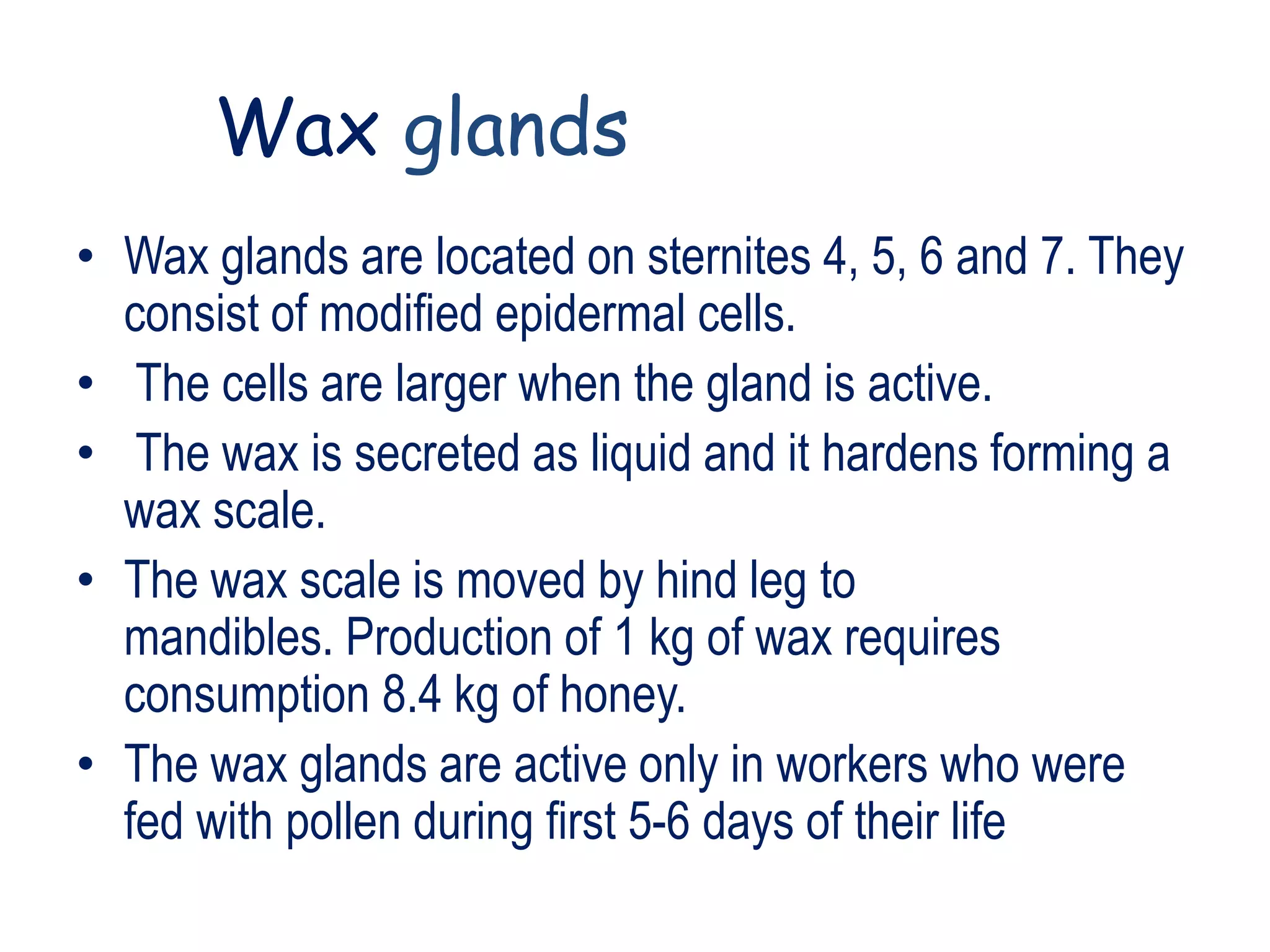honey bee glands | PPTX