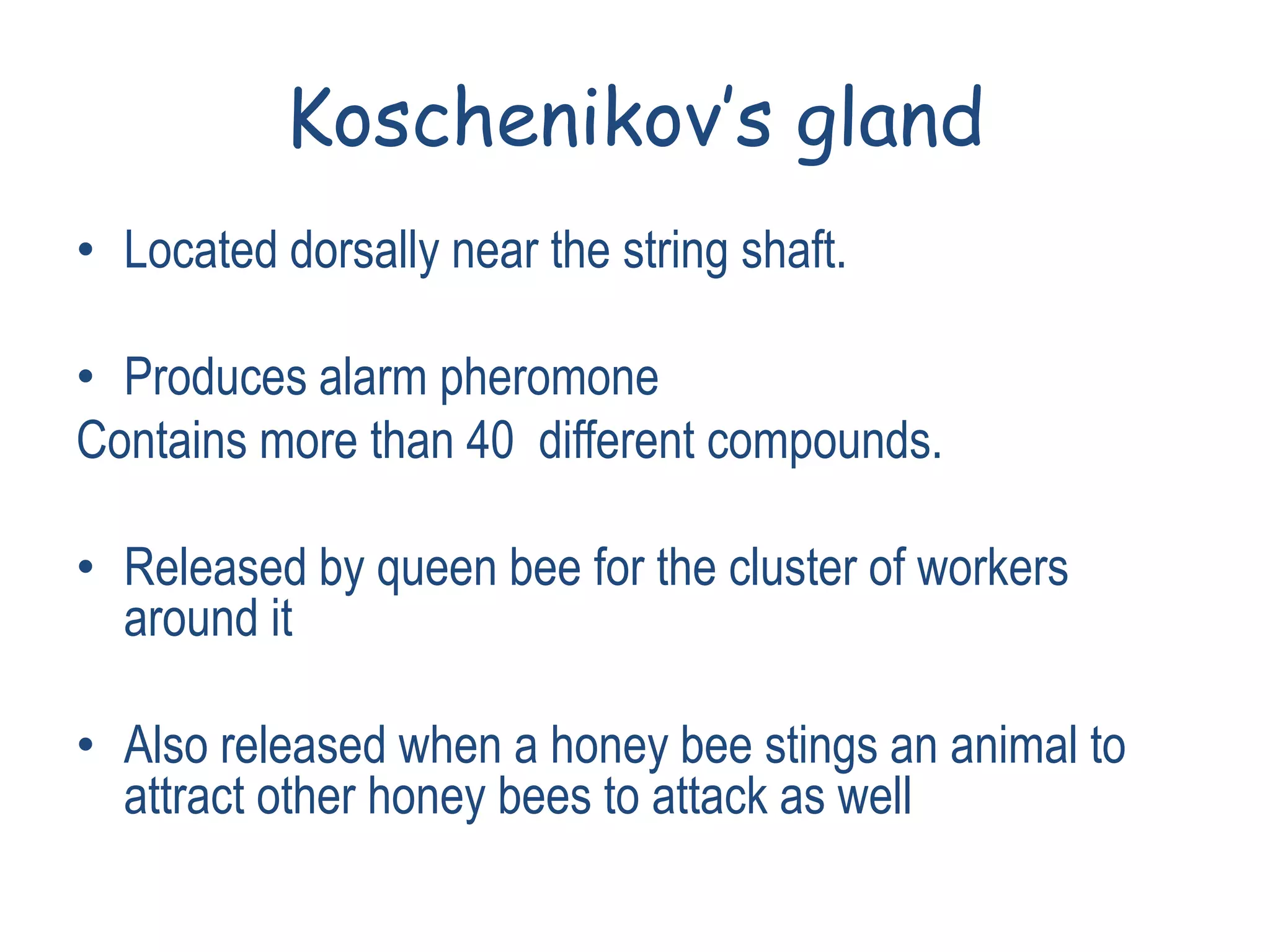 honey bee glands | PPTX
