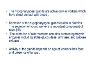 honey bee glands | PPTX