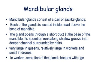 honey bee glands | PPTX