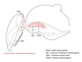 honey bee glands | PPTX