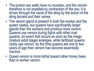 honey bee glands | PPTX