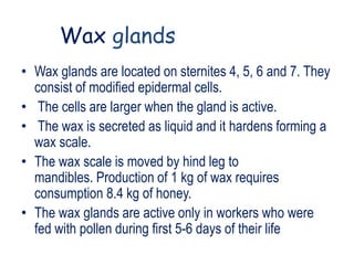 honey bee glands | PPTX