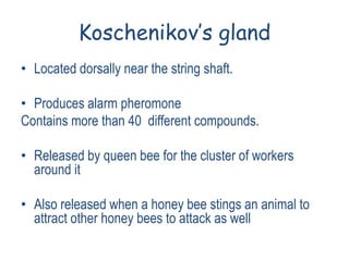 honey bee glands | PPTX