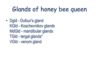 honey bee glands | PPTX