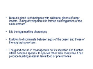 honey bee glands | PPTX