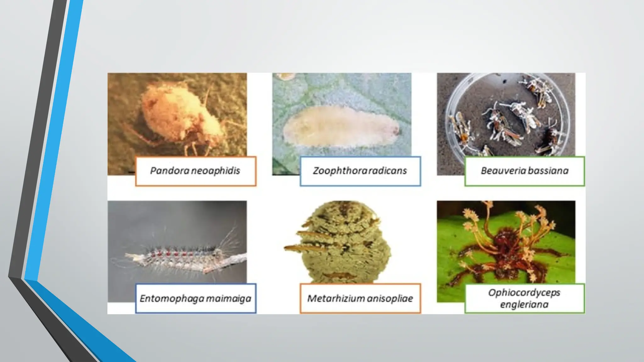 Ecology of Pathogenic Fungi | Fungal entomopathogens’ interactions with ...