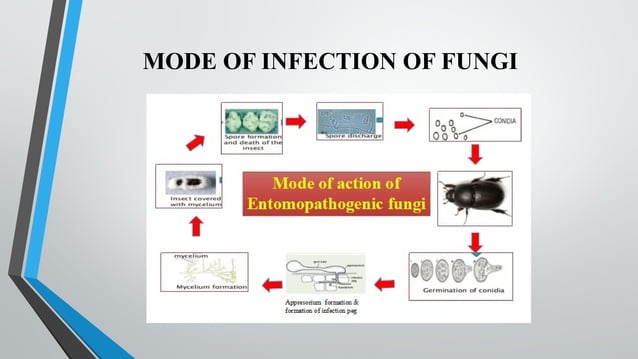 Ecology of Pathogenic Fungi | Fungal entomopathogens’ interactions with the environment | PPT