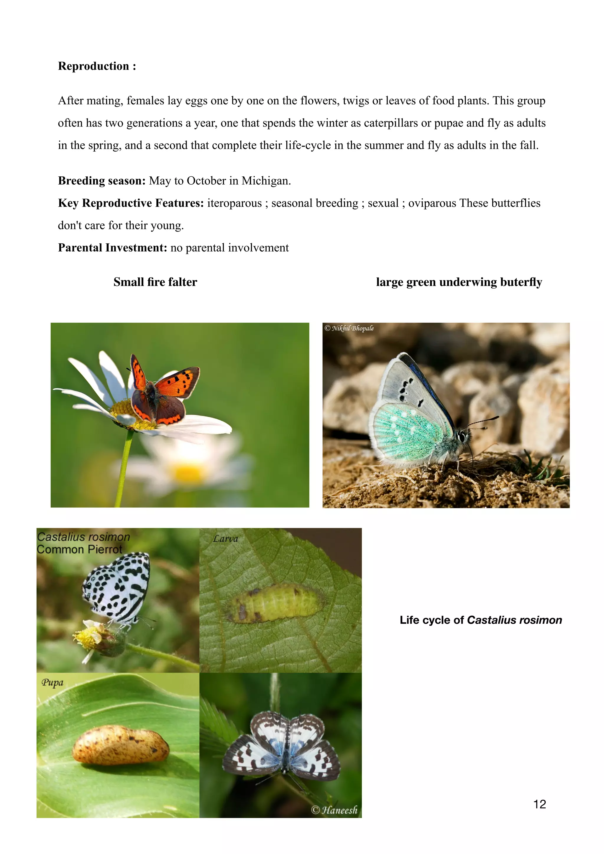 Nymphalidae , Pieridae , Lycaenidae complete details (Butterfly ...