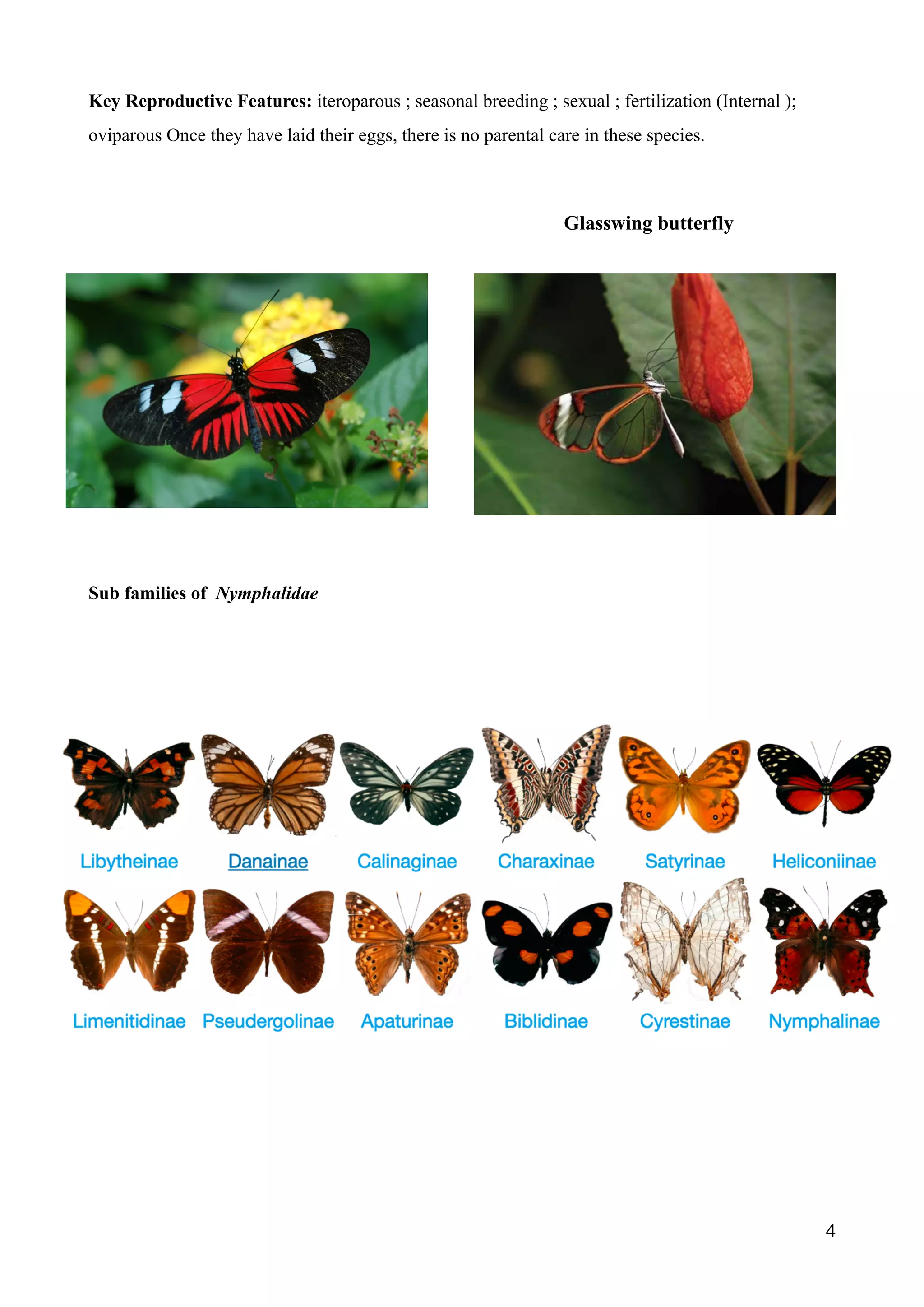 Nymphalidae , Pieridae , Lycaenidae complete details (Butterfly ...