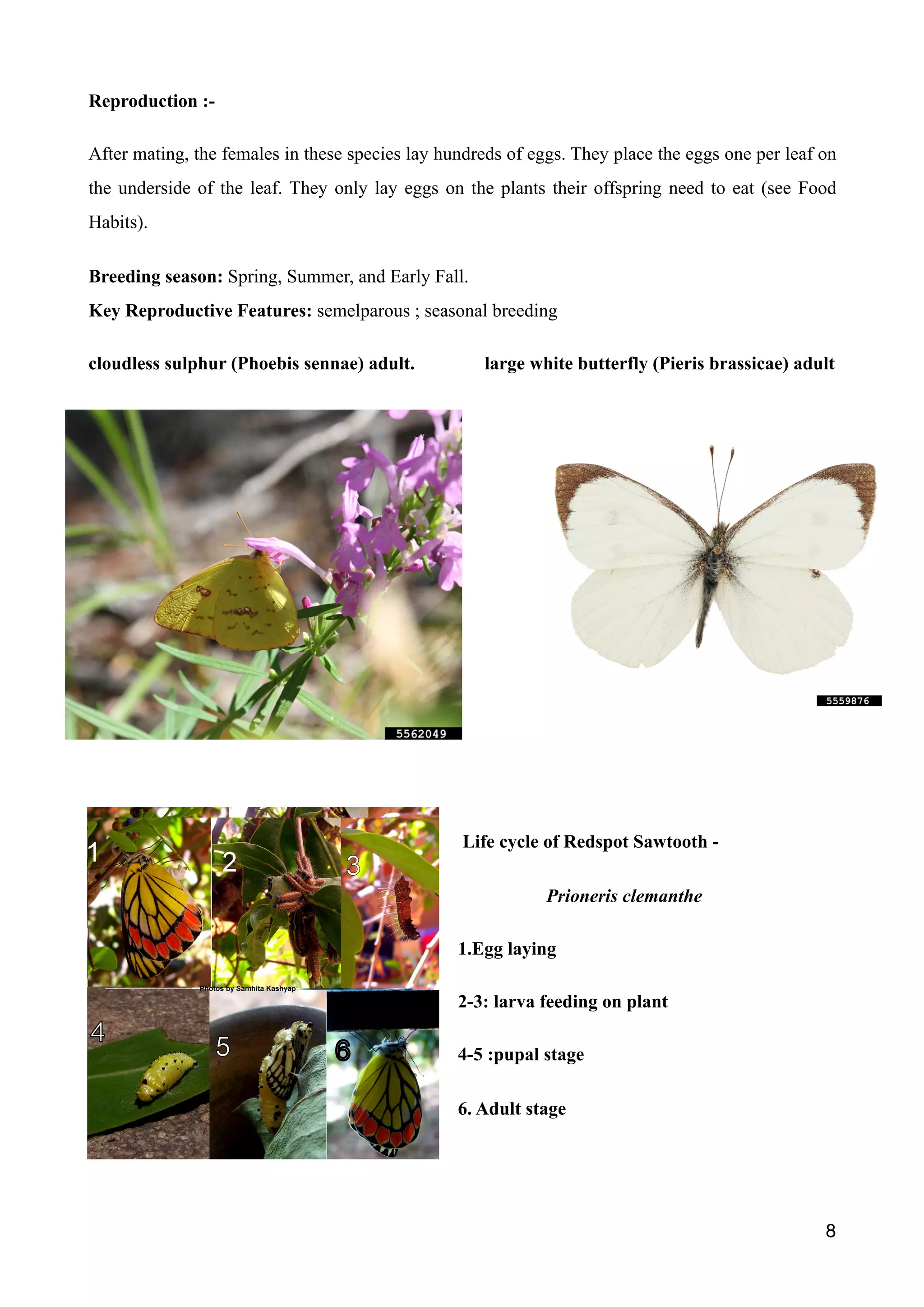 Nymphalidae , Pieridae , Lycaenidae complete details (Butterfly ...