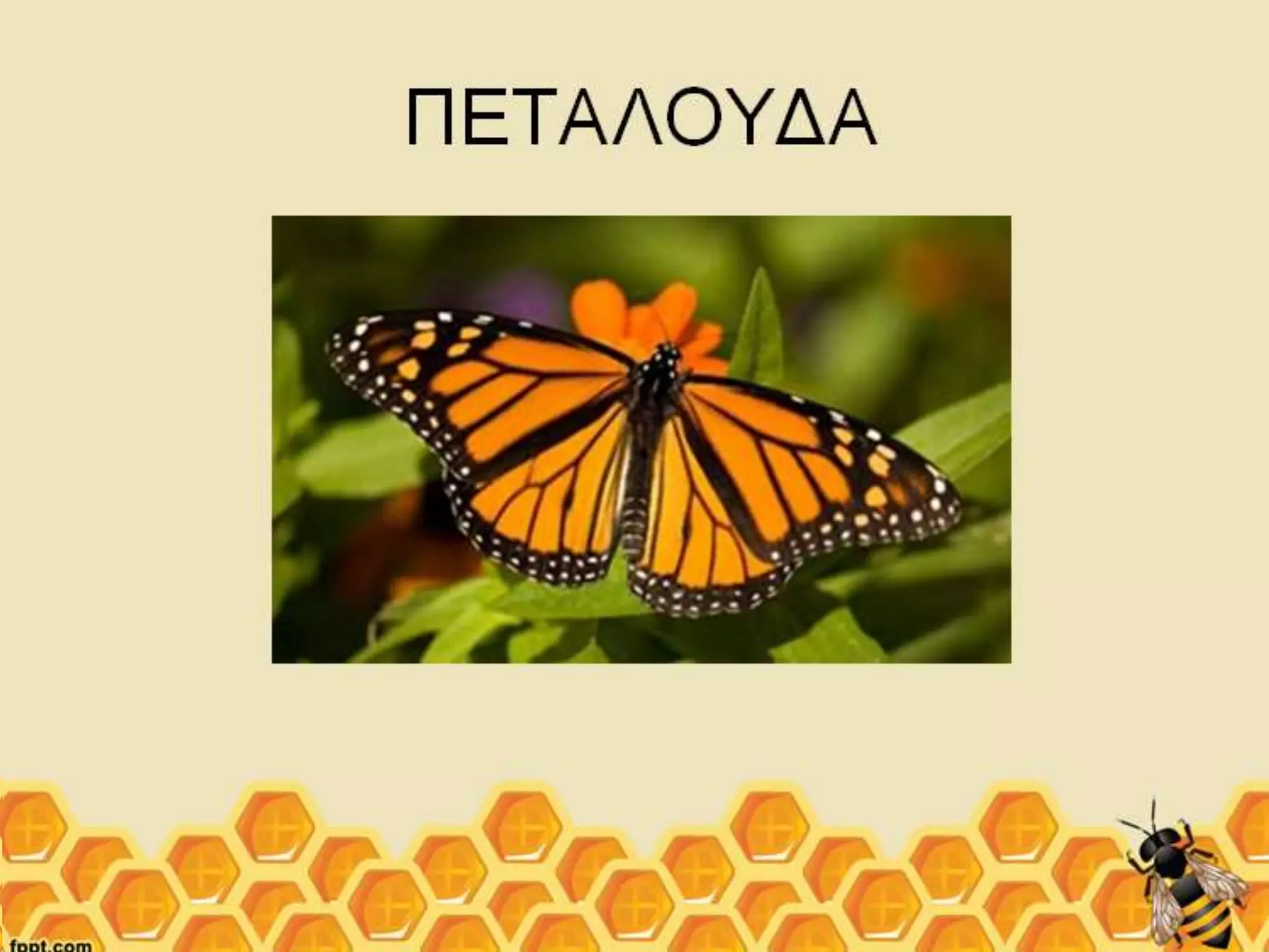 ΤΑ ΕΝΤΟΜΑ ΤΗΣ ΑΝΟΙΞΗΣ | PPT