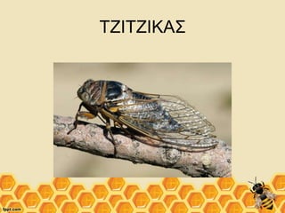 ΤΑ ΕΝΤΟΜΑ ΤΗΣ ΑΝΟΙΞΗΣ | PPT