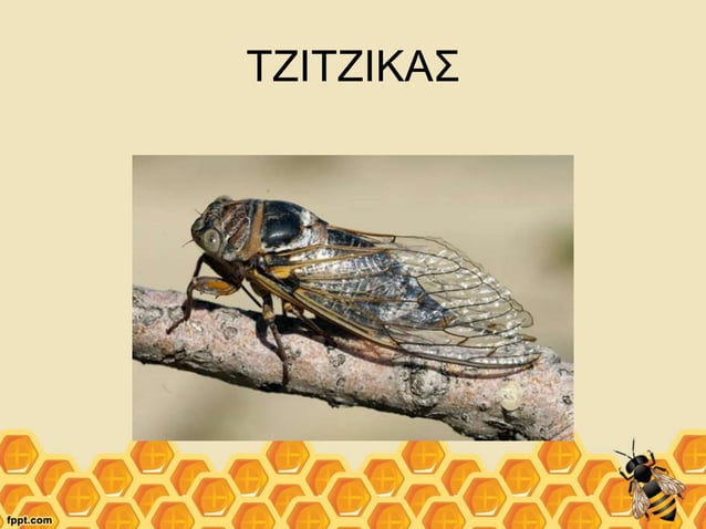 ΤΑ ΕΝΤΟΜΑ ΤΗΣ ΑΝΟΙΞΗΣ | PPT