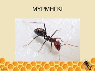 ΤΑ ΕΝΤΟΜΑ ΤΗΣ ΑΝΟΙΞΗΣ | PPT