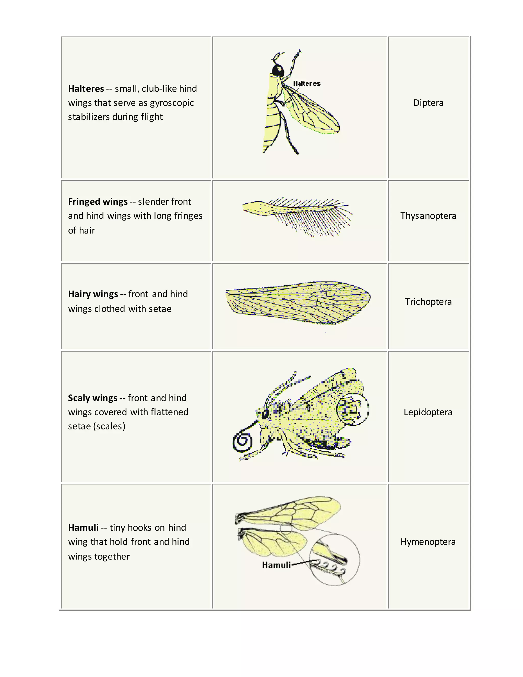 Entomology (Insect Parts) | PDF