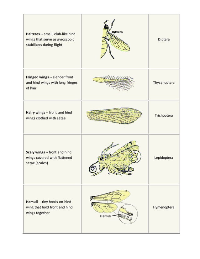 Entomology (Insect Parts) | PDF