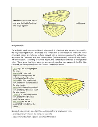 Entomology (Insect Parts) | PDF