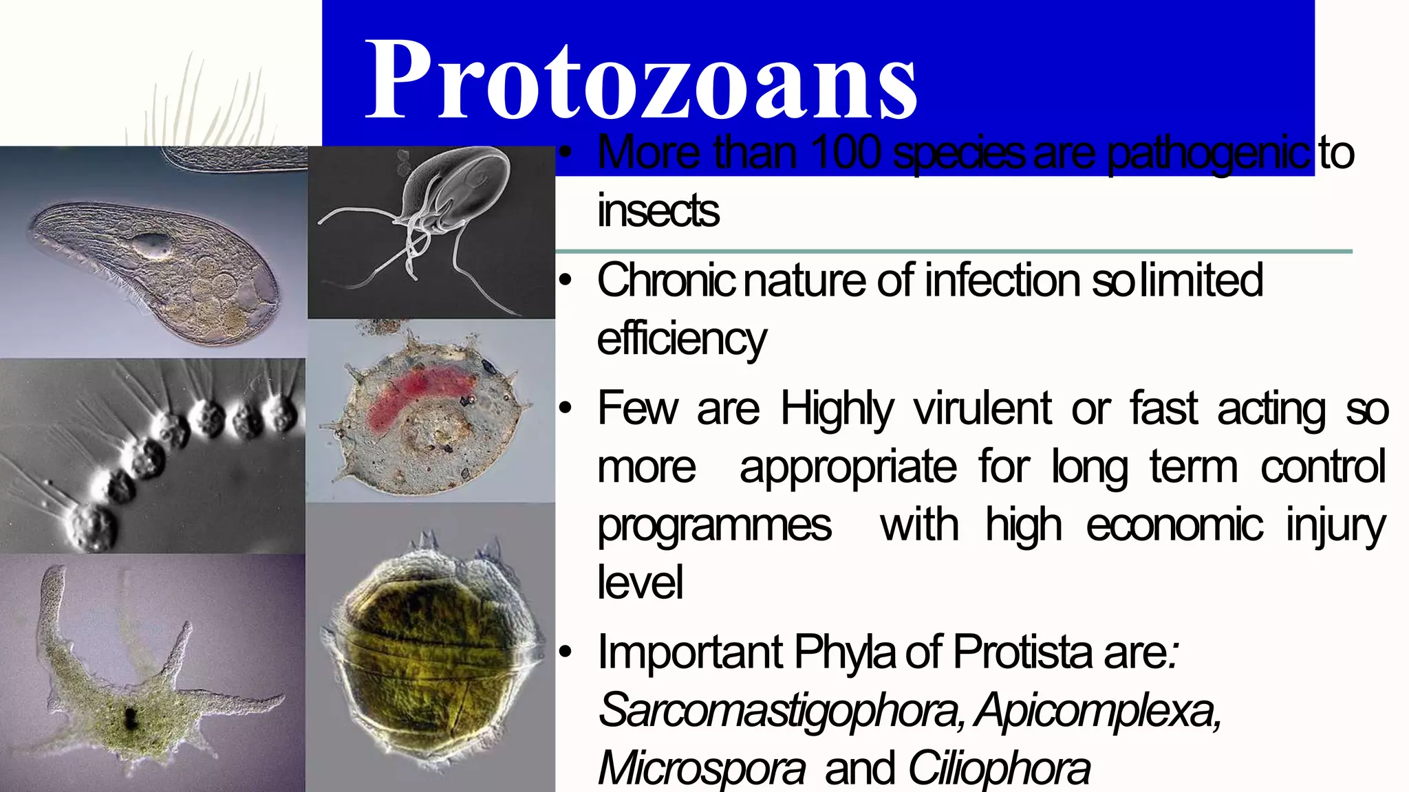Entomopathogenic protozoa and spiroplasma | PPTX