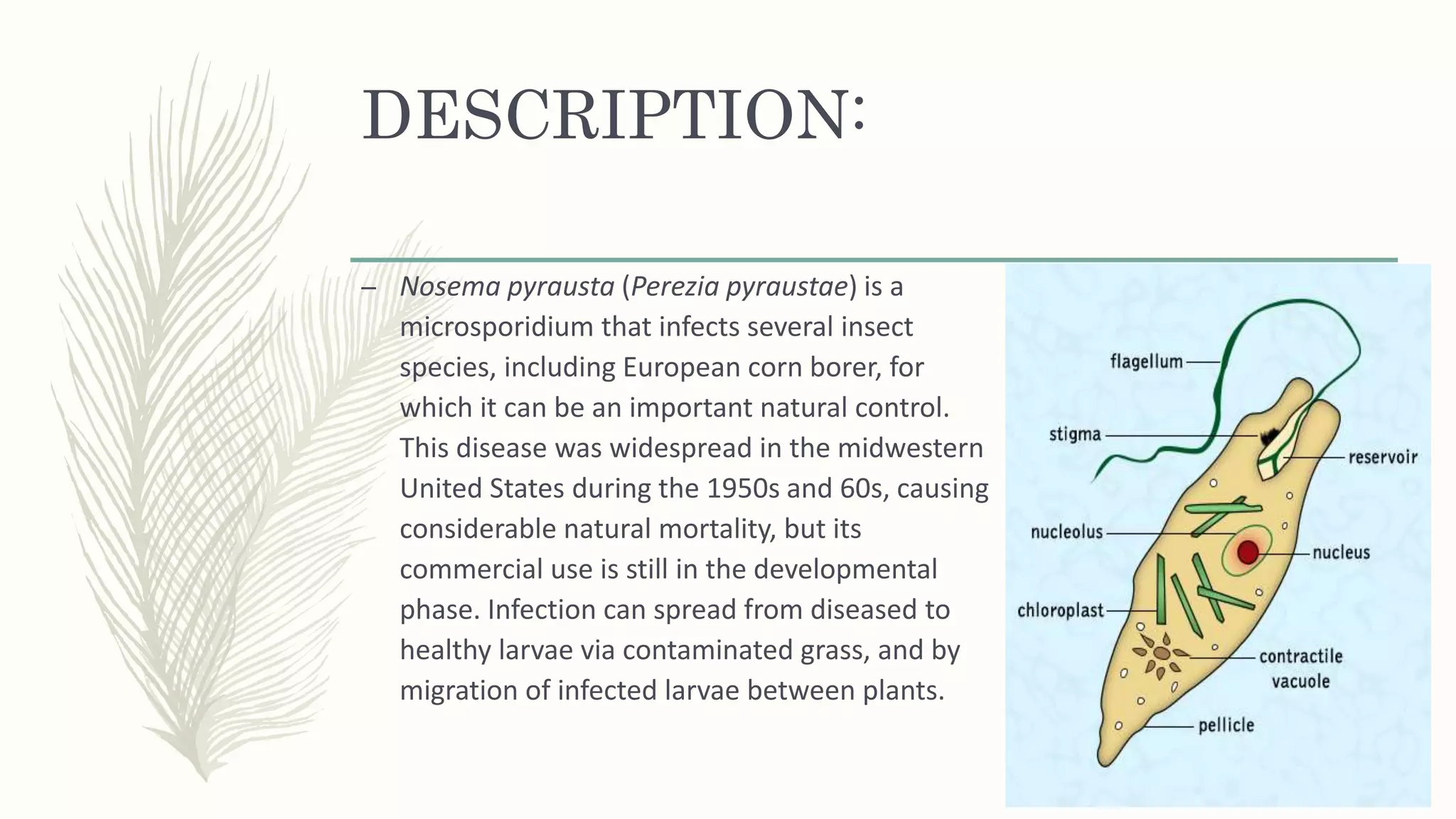 Entomopathogenic protozoa and spiroplasma | PPTX