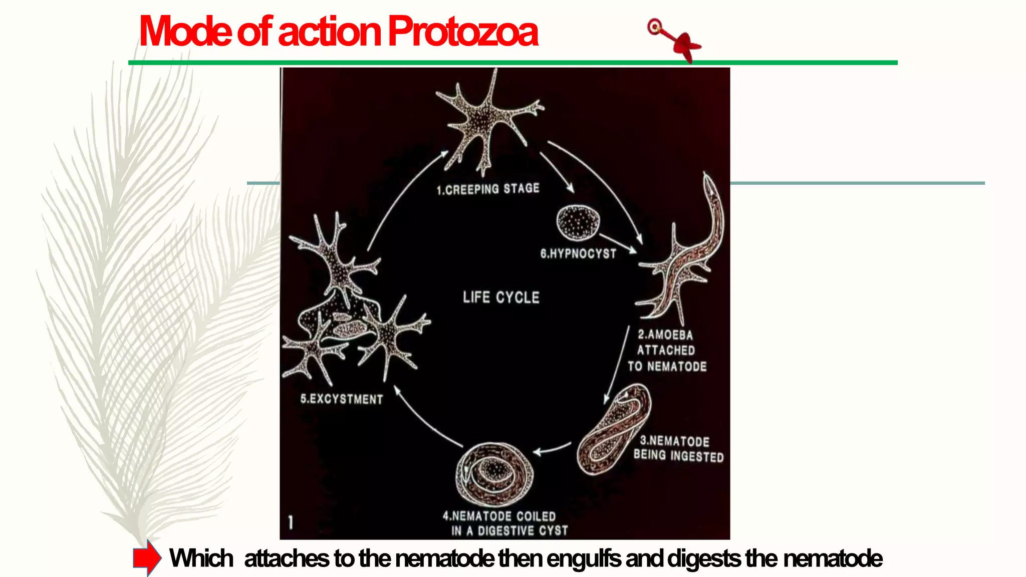 Entomopathogenic protozoa and spiroplasma | PPTX
